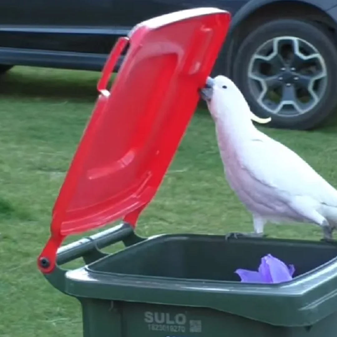 Wheelie Bin Lid Clip | Stops Wind & Cockatoos Opening Bins – LidStop